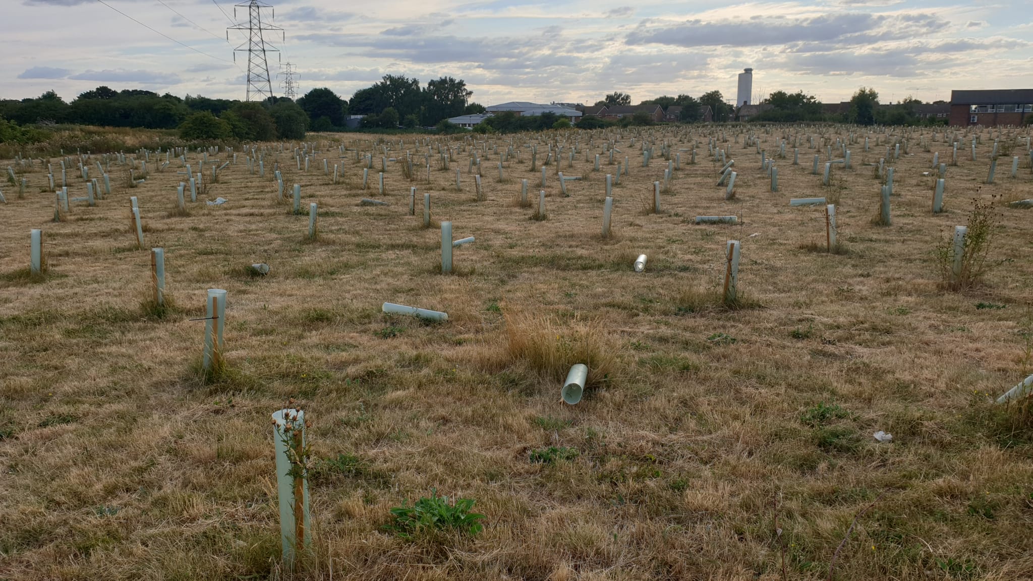 New Report Indicates Council's Tree Planting Failure - Robert Shippey